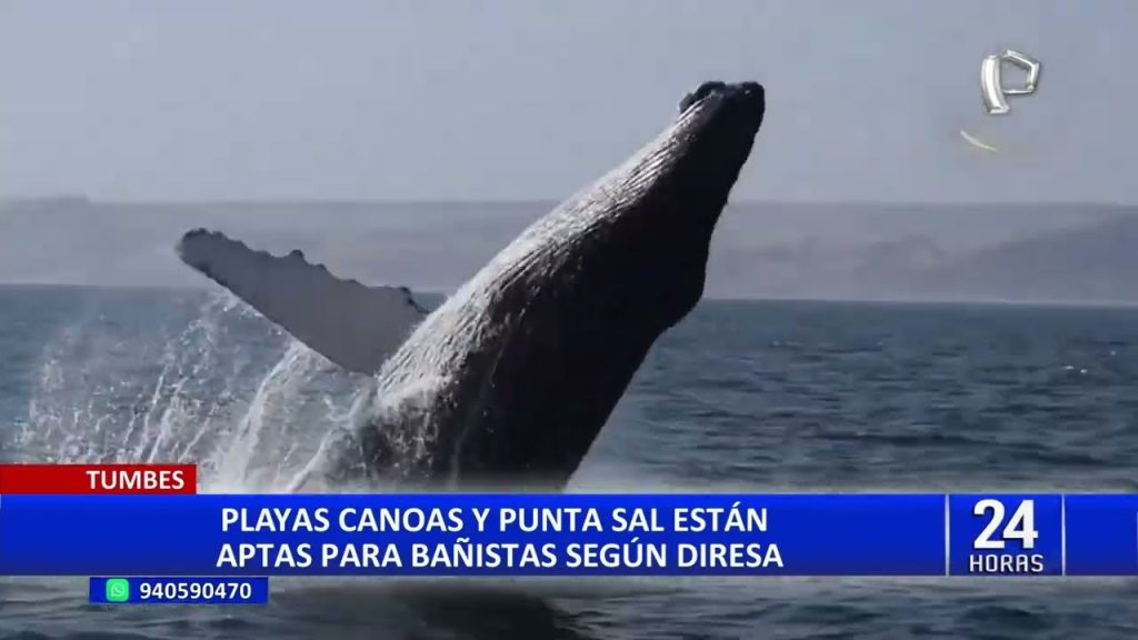 Descubre las hermosas y paradisíacas playas de Piura | Mi Día Perú